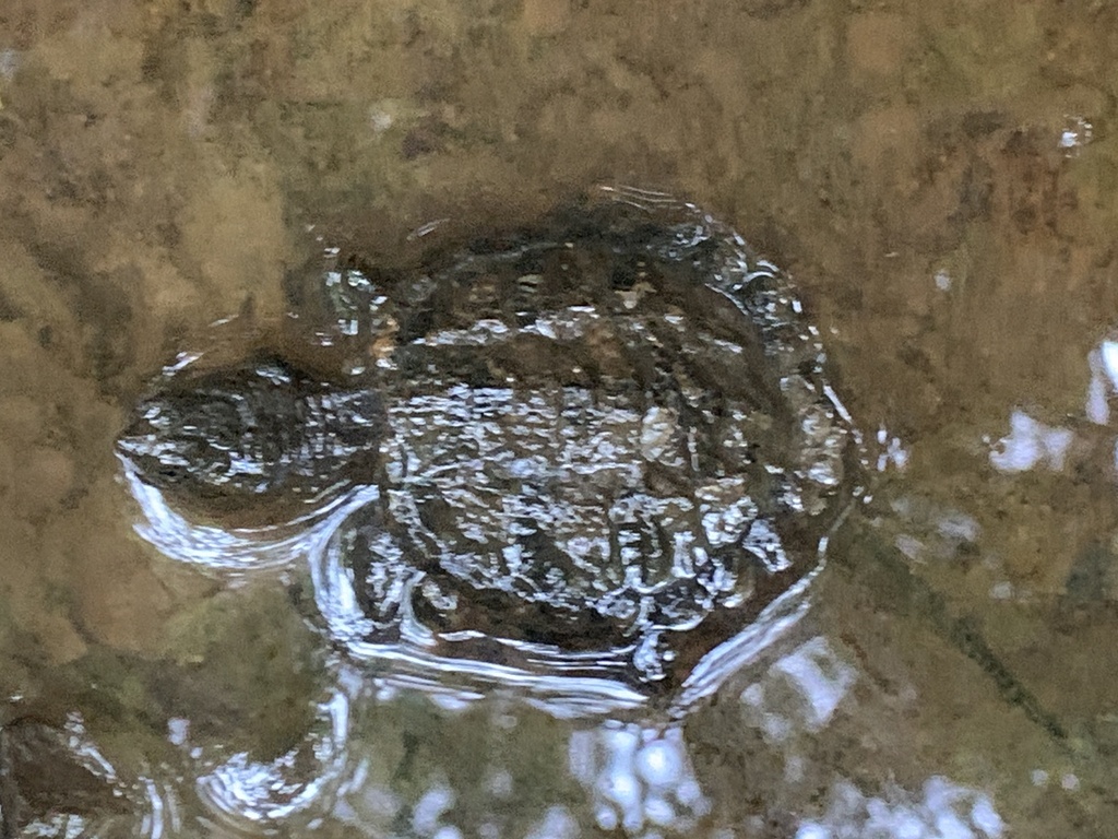 Common Snapping Turtle from Island Line Trail, Colchester, VT, US on ...