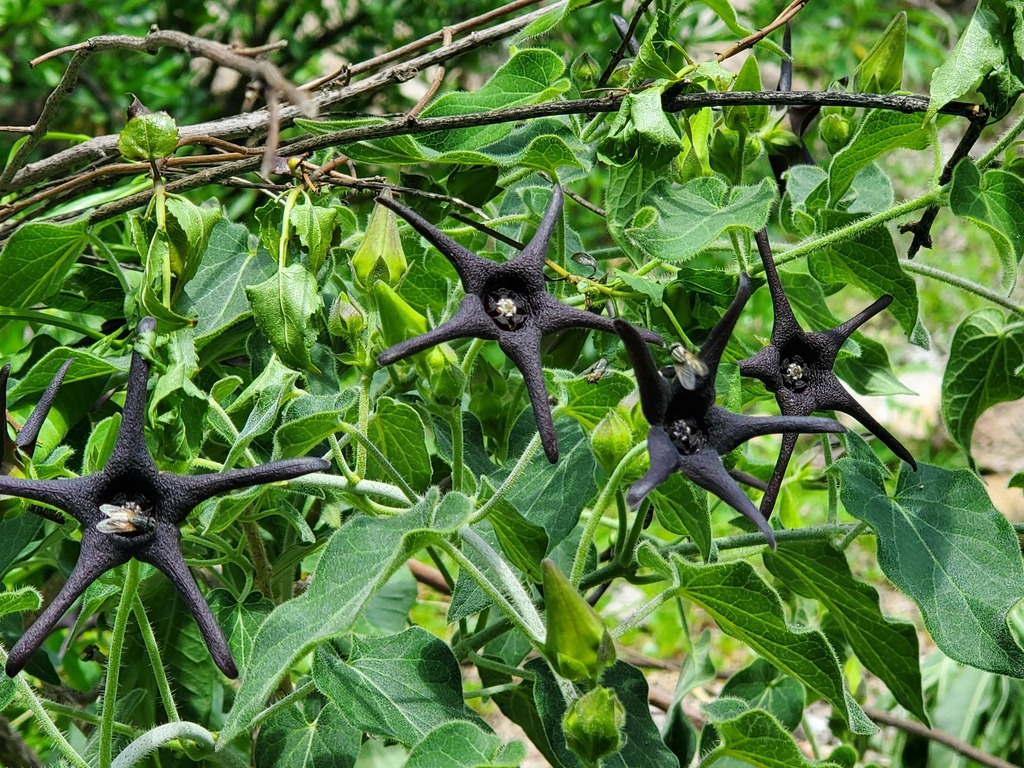 Polystemma pilosum from San José de Gracia, Ags., México on July 21 ...
