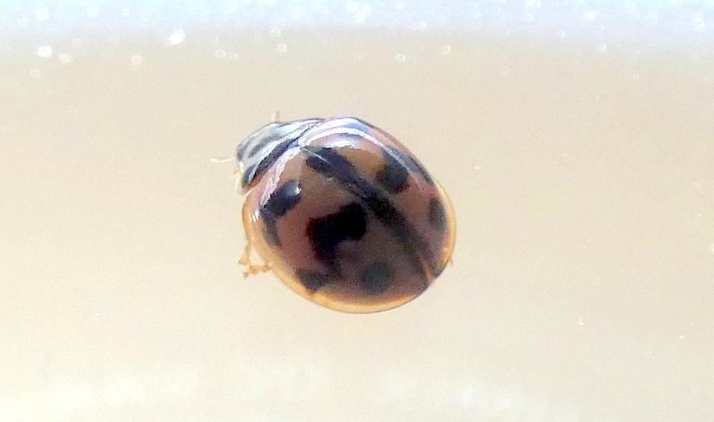 Cheilomenes from Vientiane, Laos on August 6, 2024 at 08:52 AM by Louis ...