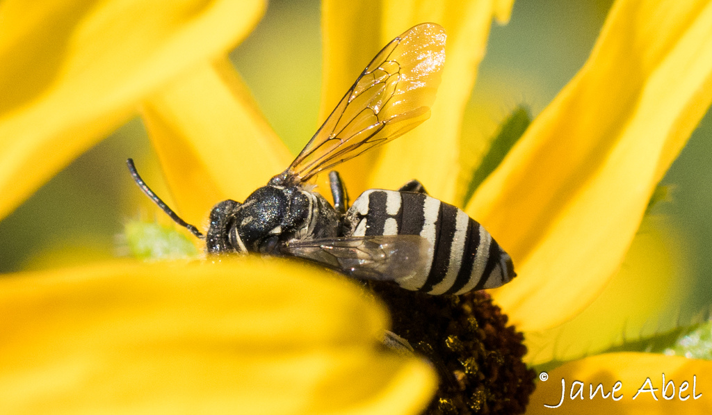 Longhorn-cuckoo bees from Richland, WA, USA on August 5, 2024 at 01:03 ...
