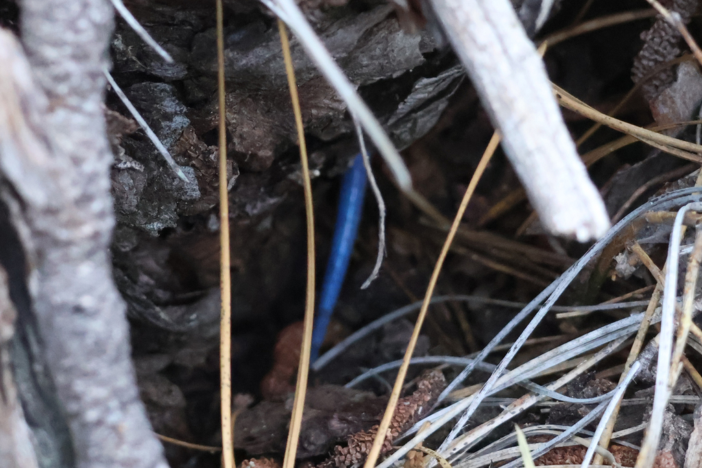Western Skink from Nevada County, CA, USA on August 3, 2024 at 02:53 PM ...