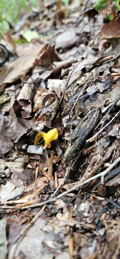 Irregular Earth Tongue from Wissahickon, Philadelphia, PA 19128, USA on ...