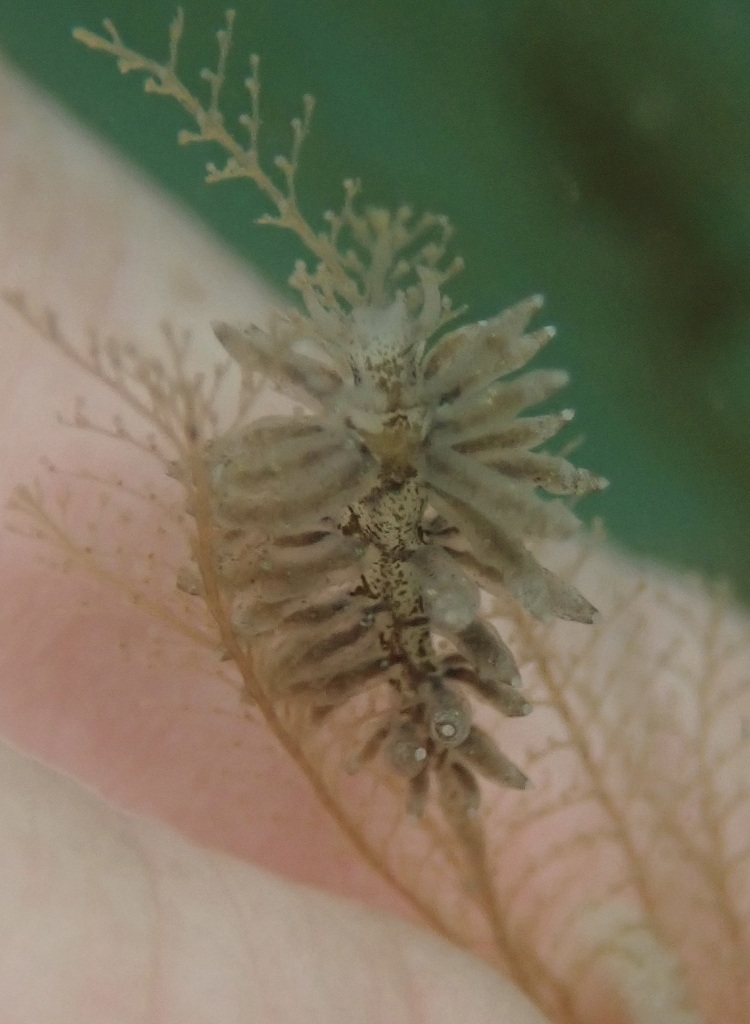 Homely Aeolid in August 2024 by Cricket Raspet · iNaturalist