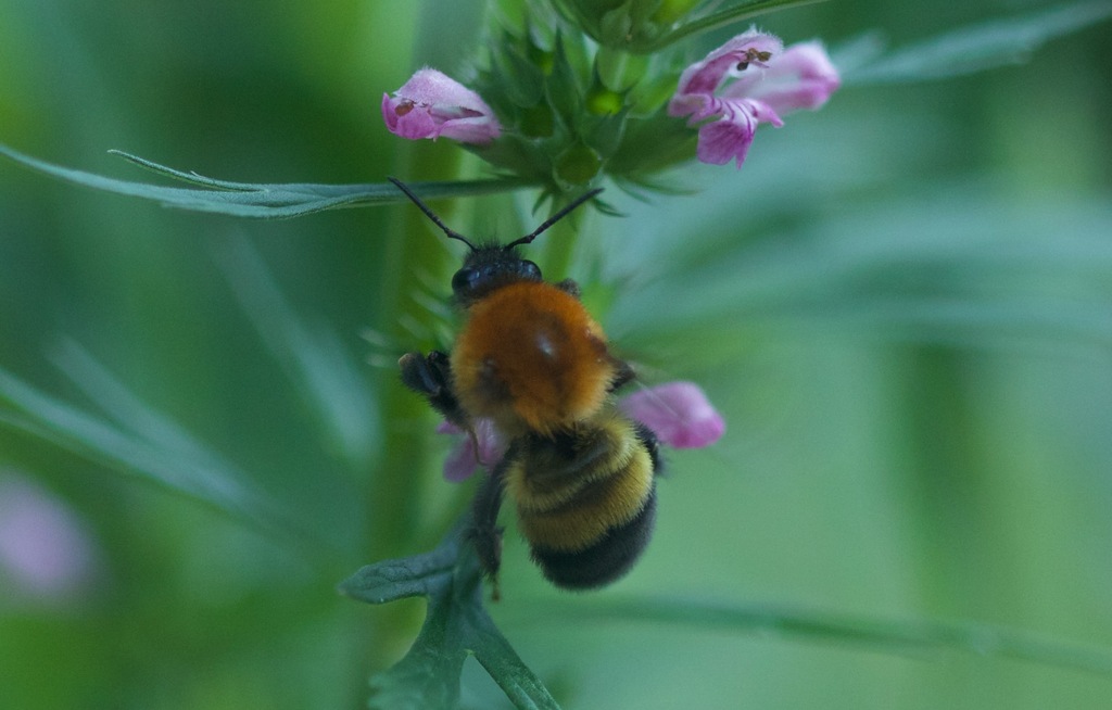 Bumble Bees from Mentougou District, Beijing, China on August 6, 2024 ...