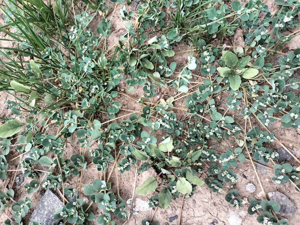 plants from 83310 El Real del Catorce, Son., México on July 26, 2024 at ...
