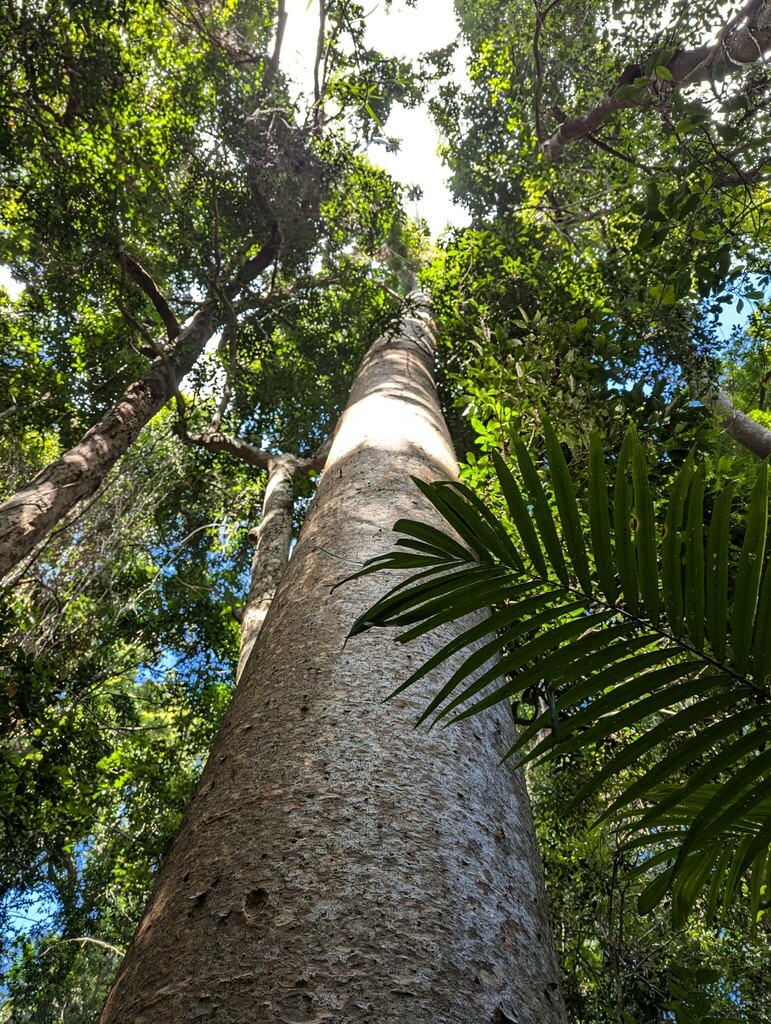 Queensland kauri from Cooloola QLD 4580, Australia on August 4, 2024 at ...