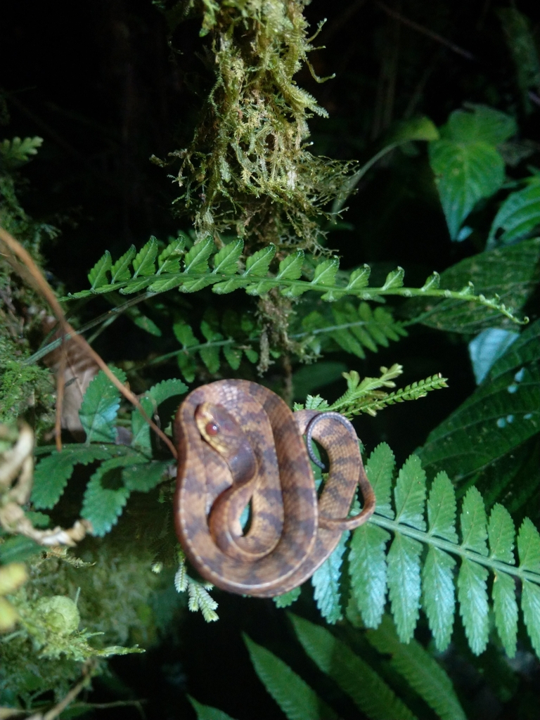 Sumatran Slug Snake from Dusun Baru Lempur, Gunung Raya, Kerinci ...