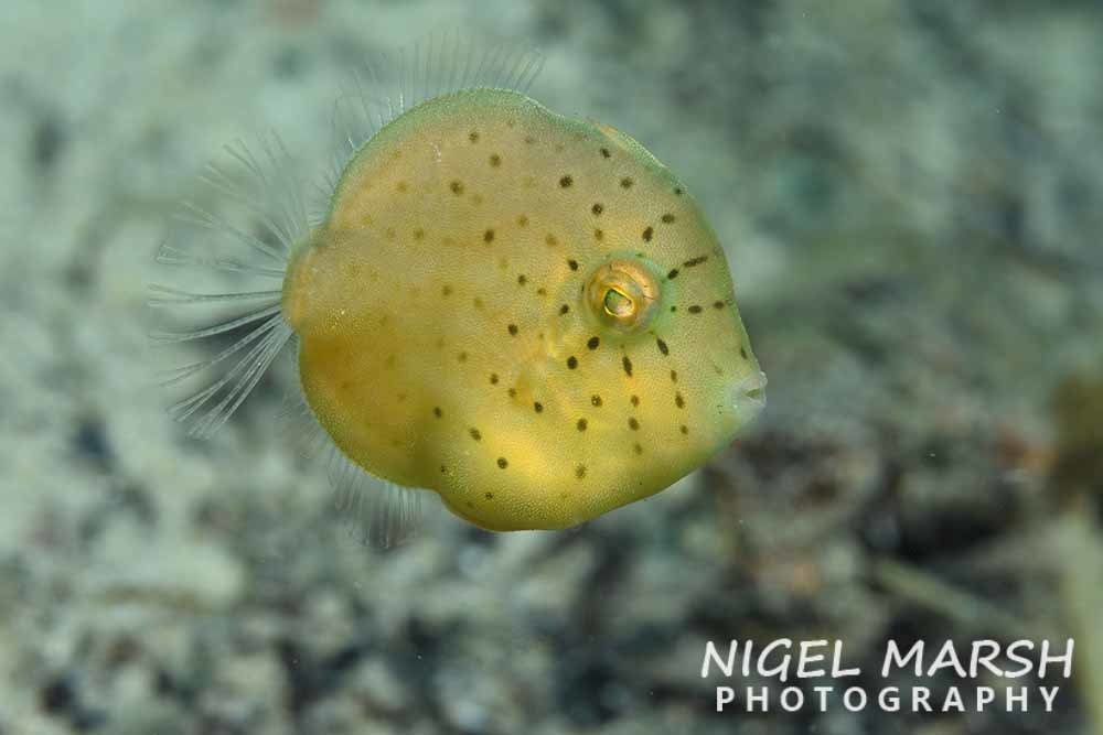 Puffer Filefish from Gold Coast QLD, Australia on November 3, 2016 at ...