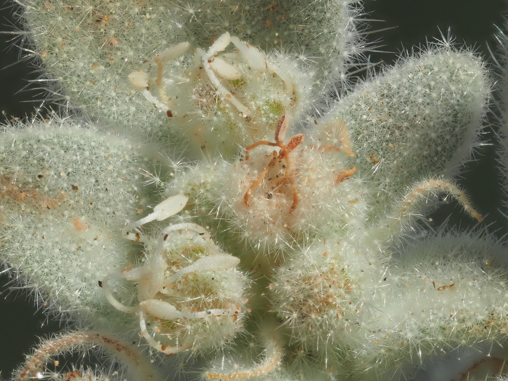 turkey mullein (Croton setiger) - Botanical Realm