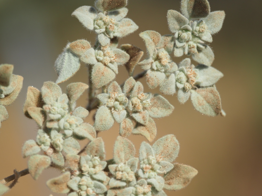 turkey mullein (Croton setiger) - Botanical Realm