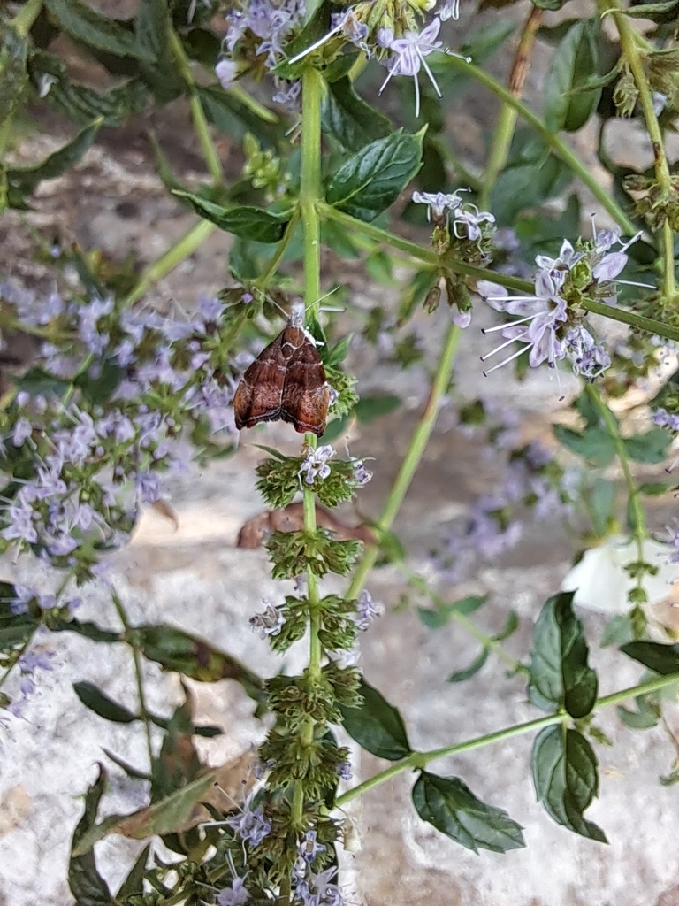 fig-tree skeletonizer moth from GXCP+98, Κωστήτσιο 440 13, Ελλάδα on ...