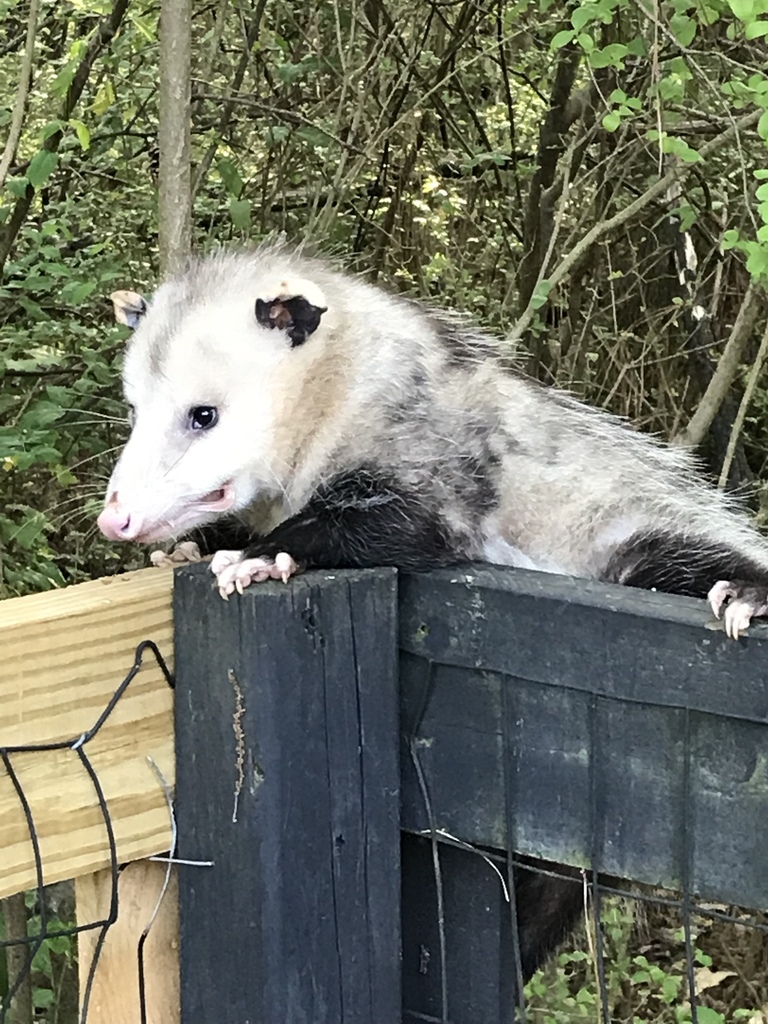 Virginia Opossum from 1175 Bowerie Chase, Powder Springs, GA, US on ...