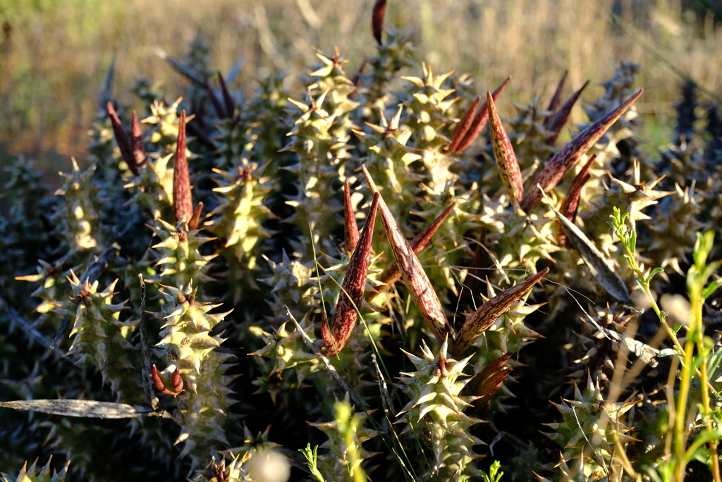 Teat Aroena in July 2024 by Nick Helme · iNaturalist