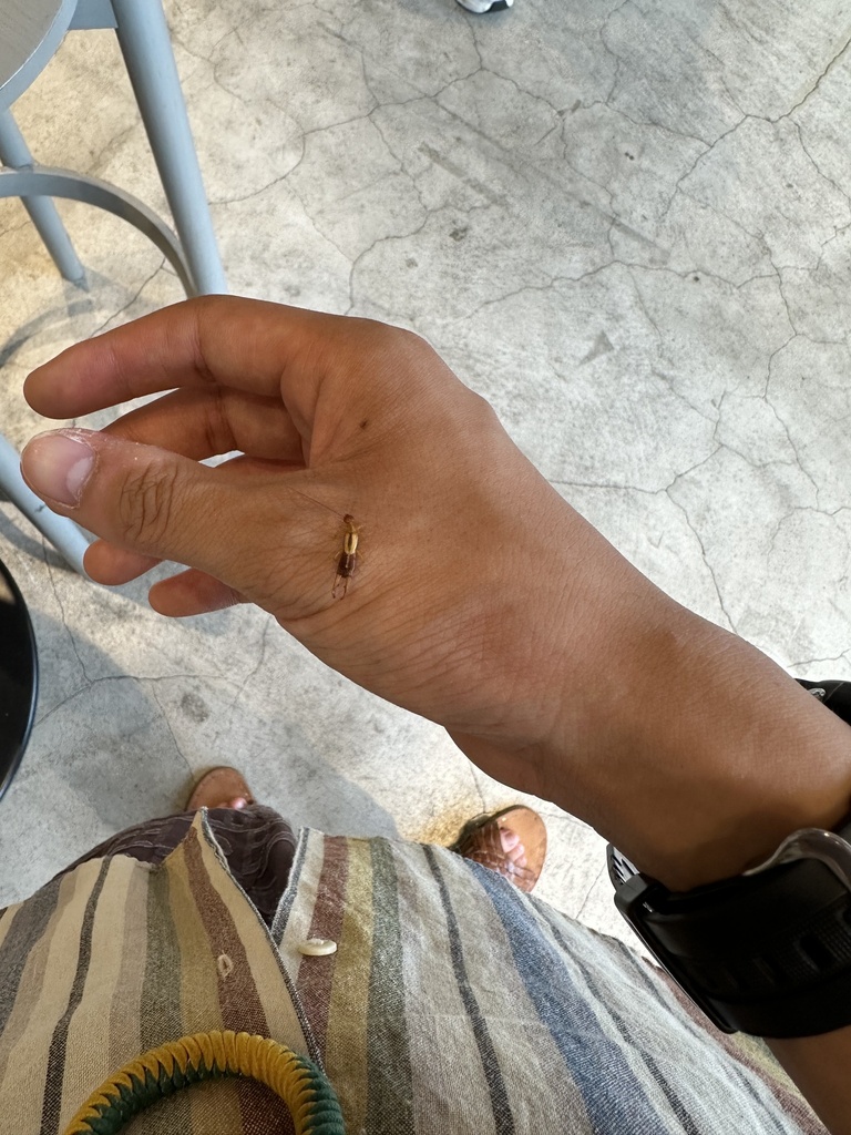 Proreus simulans from 葛西臨海公園, 江戸川区, 東京都, JP on August 6, 2024 at 04:25 ...