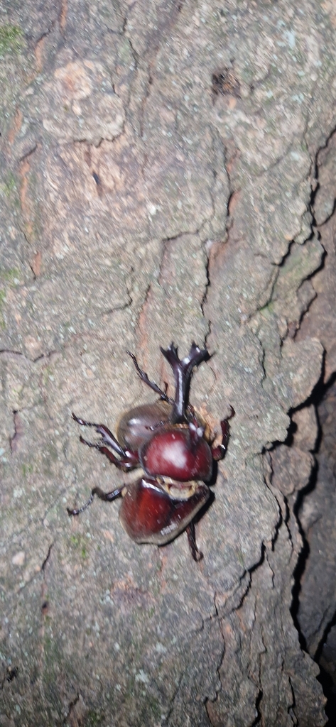 Trypoxylus dichotomus septentrionalis from 565-0862, Japan on July 28 ...