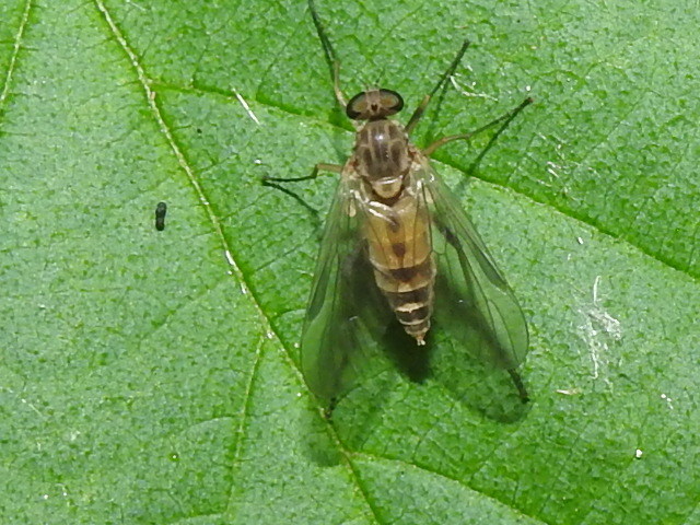 Marsh Snipe Fly from Southwest Hills, Portland, OR, USA on June 5, 2019 ...