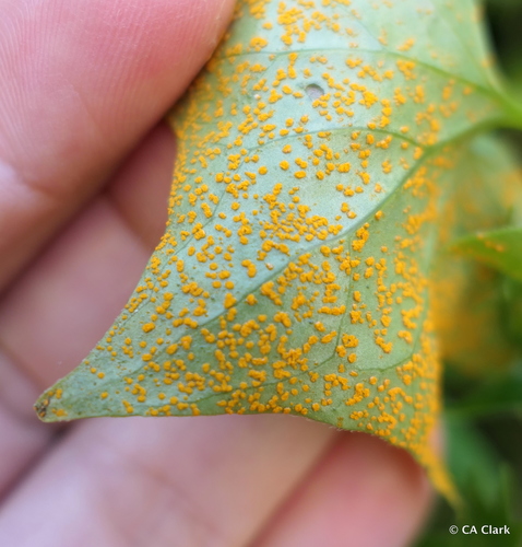 Coleosporium occidentale · iNaturalist