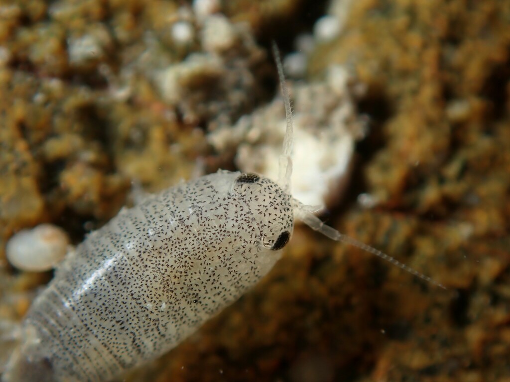 Cirolana from Waitaha Cove on August 6, 2024 at 11:24 AM by Luca ...