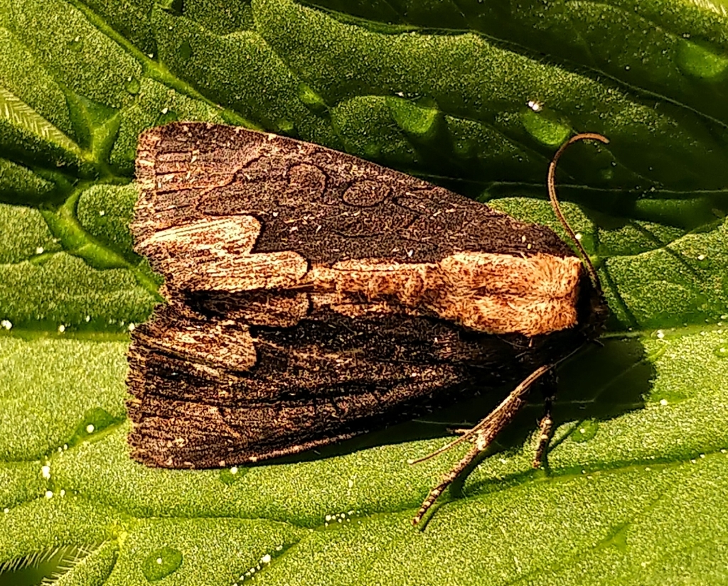 American Bird's-wing (Moths and Butterflies of Massachusetts ...