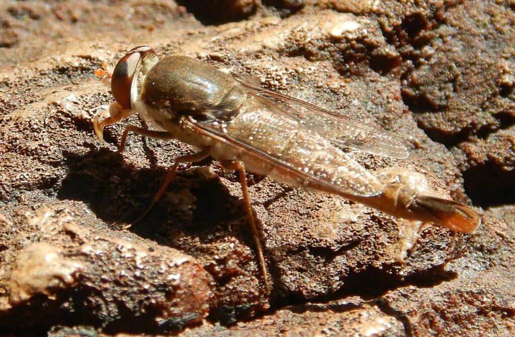 Flower-loving Flies from Litchfield Park NT 0822, Australia on August 6 ...