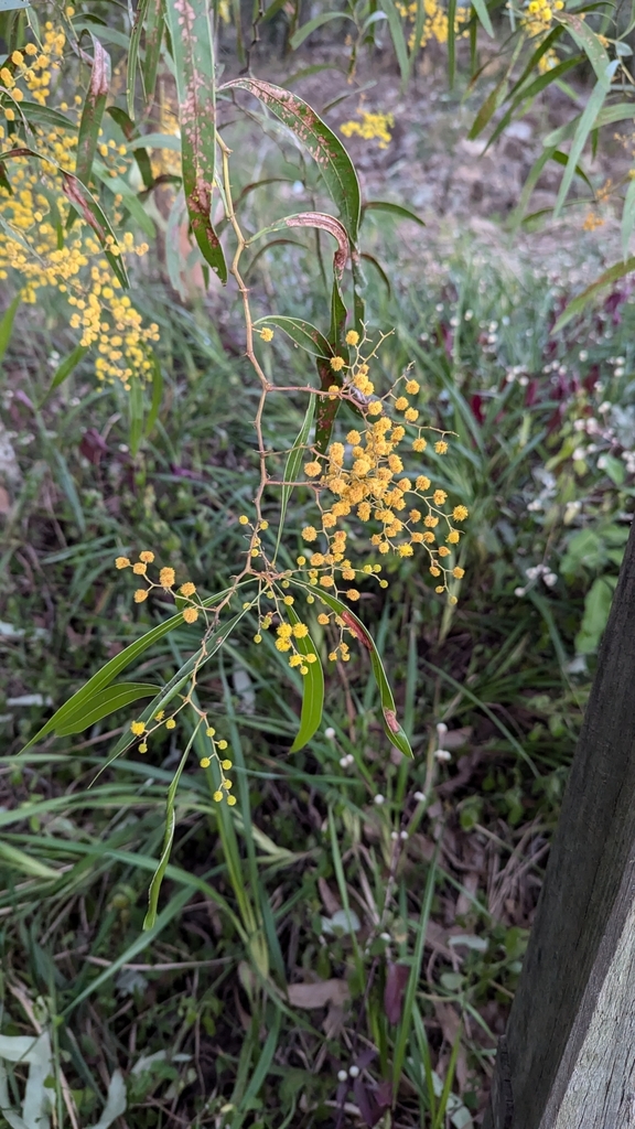 Zig-zag Wattle from Springfield Lakes QLD 4300, Australia on July 21 ...
