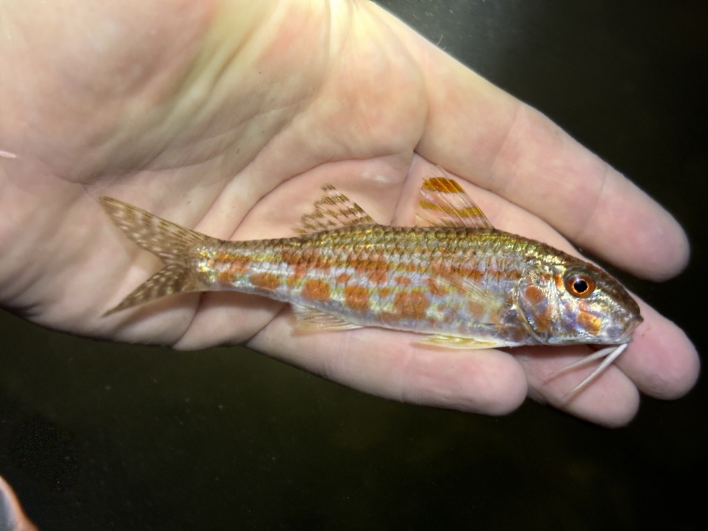 Red Goatfish (Mullus auratus) - Marine Life Identification