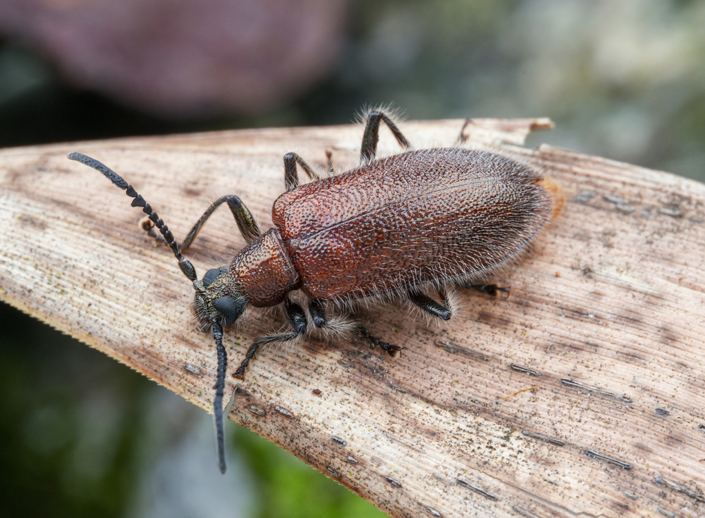 Cerogria nodocollis from 中国广西壮族自治区崇左市龙州县 on April 10, 2024 at 11:46 PM ...