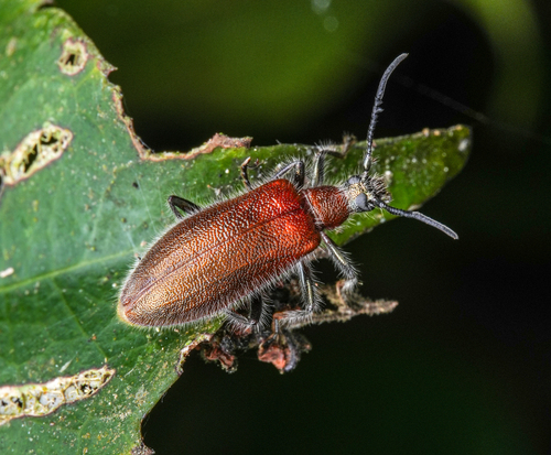 Cerogria nodocollis · iNaturalist