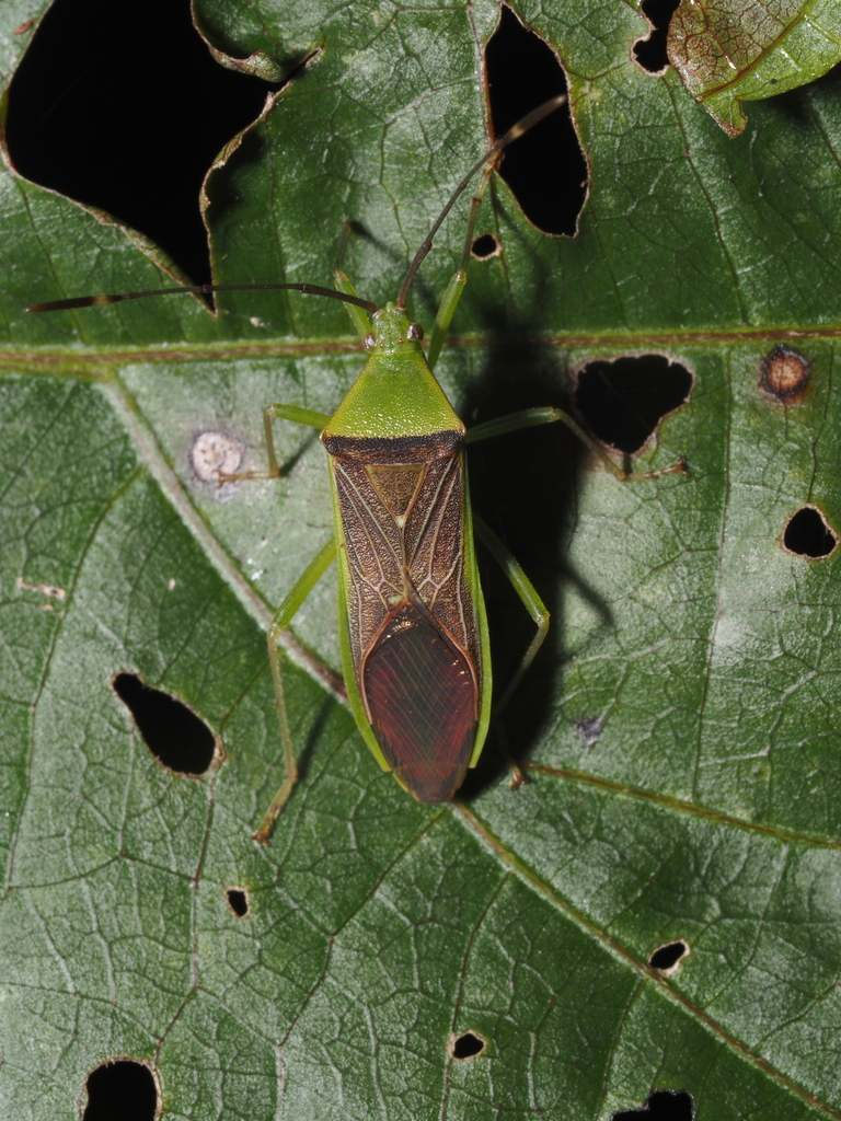 Homoeocerus from 中国广西壮族自治区崇左市龙州县FX96+588 邮政编码: 532412 on January 09 ...