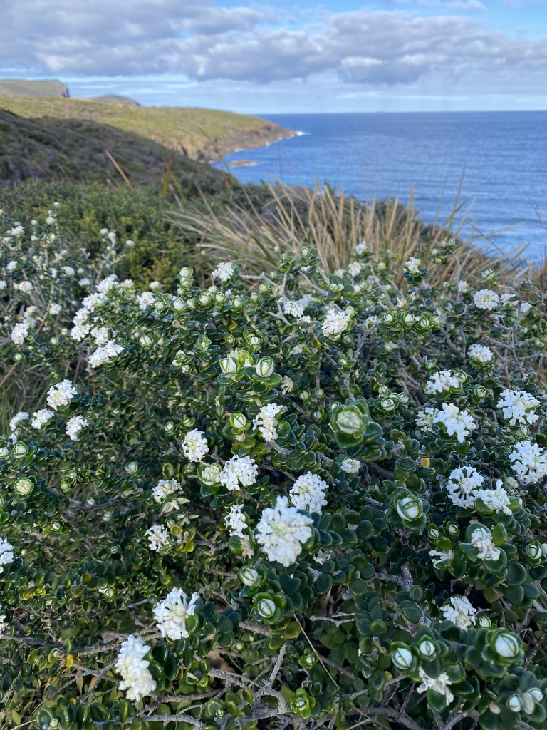 Round-leaf rice flower from Port Arthur TAS 7182, Australia on July 29 ...