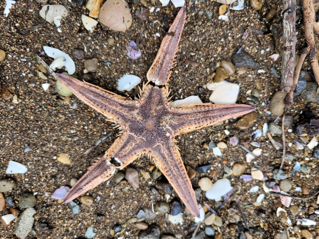 Indo-Pacific Comb Star from Whangārei Heads 0174, New Zealand on August ...