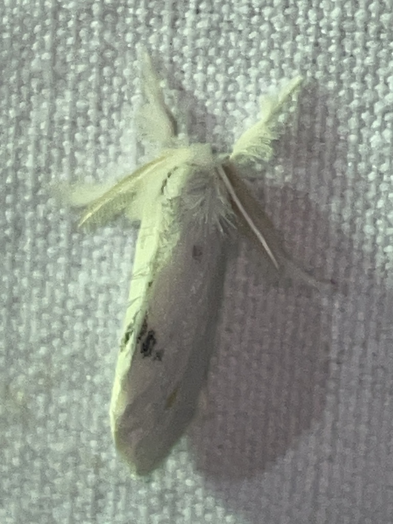 Swan Moth from Bernos-Beaulac, Nouvelle-Aquitaine, FR on August 5, 2024 ...