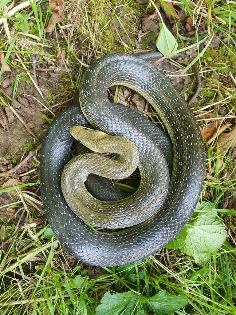 Aesculapian Snake in August 2024 by axel_barlow · iNaturalist