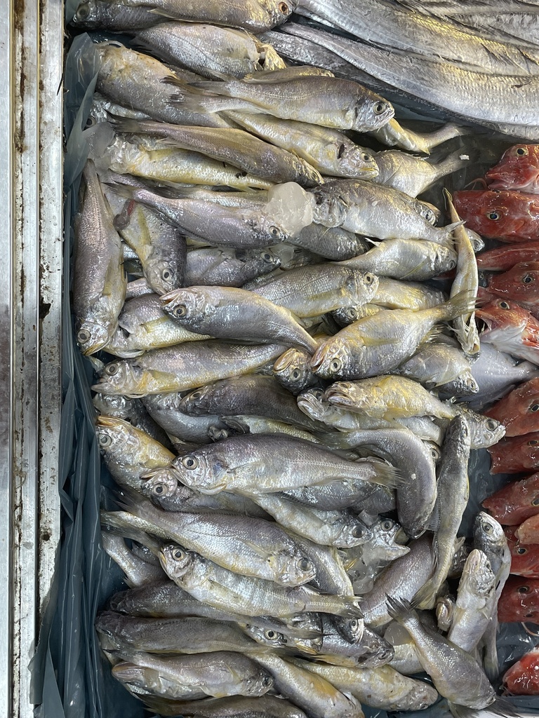 small yellow croaker (Larimichthys polyactis) - Marine Life Identification