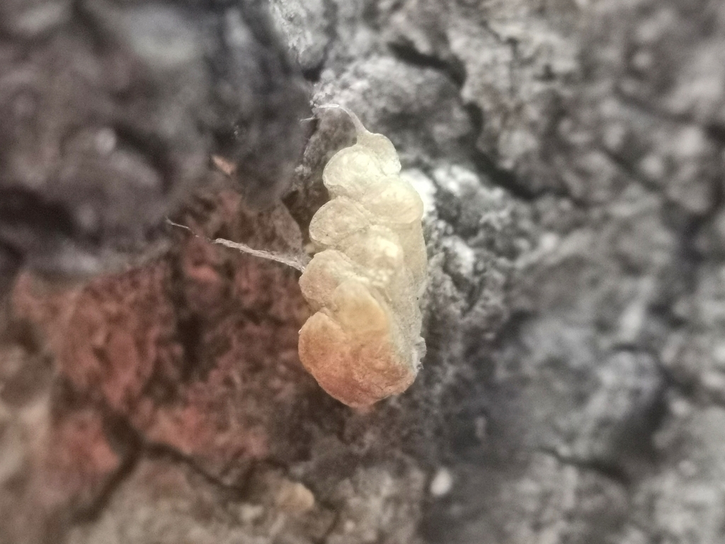 Amorphoscelis chinensis from 江苏省南京市玄武区月牙湖 on August 6, 2024 at 04:28 PM ...