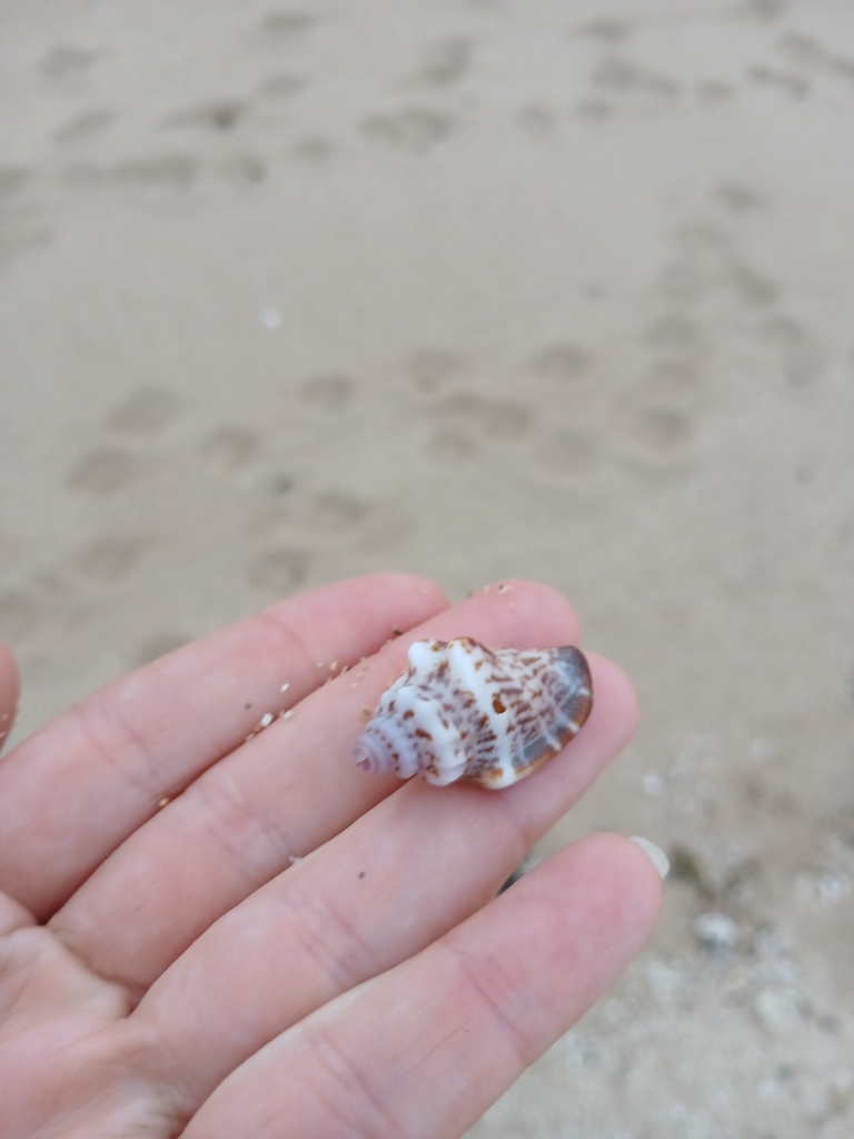 Canarium from Mer Island QLD 4875, Australia on August 6, 2024 at 06:09 ...