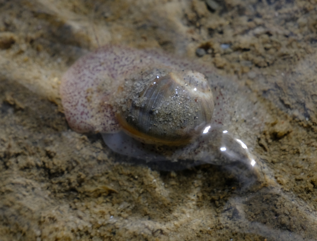 Spotted Sand Shell from Inskip QLD 4581, Australia on August 3, 2024 at ...