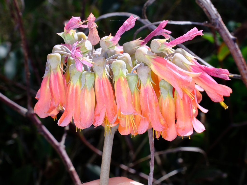 Kalanchoe × houghtonii from Inskip QLD 4581, Australia on August 3 ...