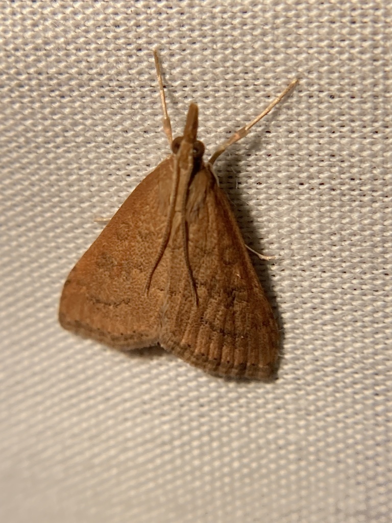 Celery Leaftier Moth from Preston County, WV, USA on August 05, 2024 at ...