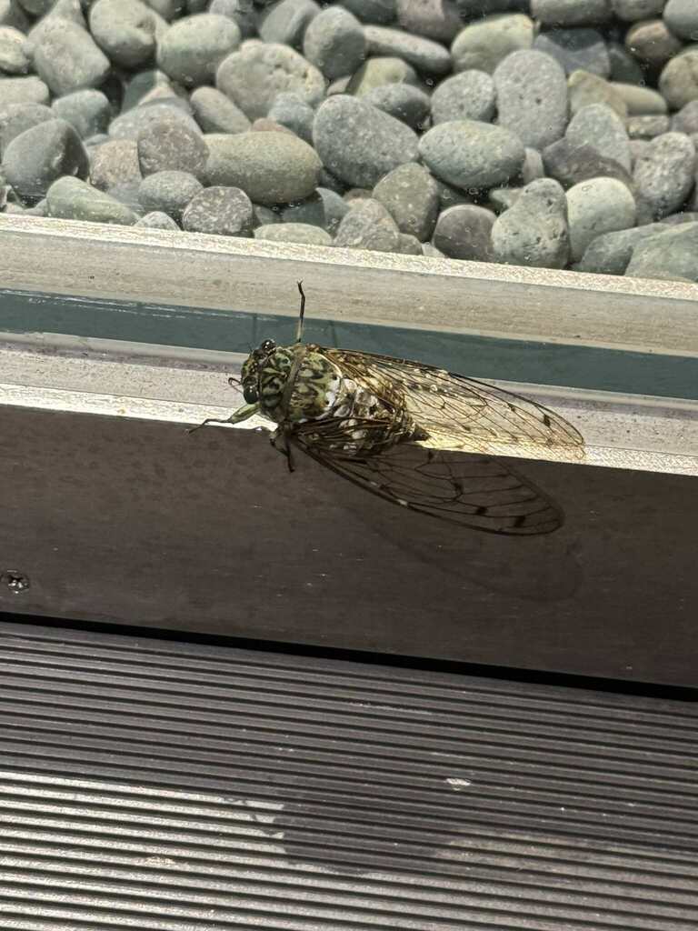 Robust Cicada from Hakone, Ashigarashimo District, Kanagawa, Japan on ...