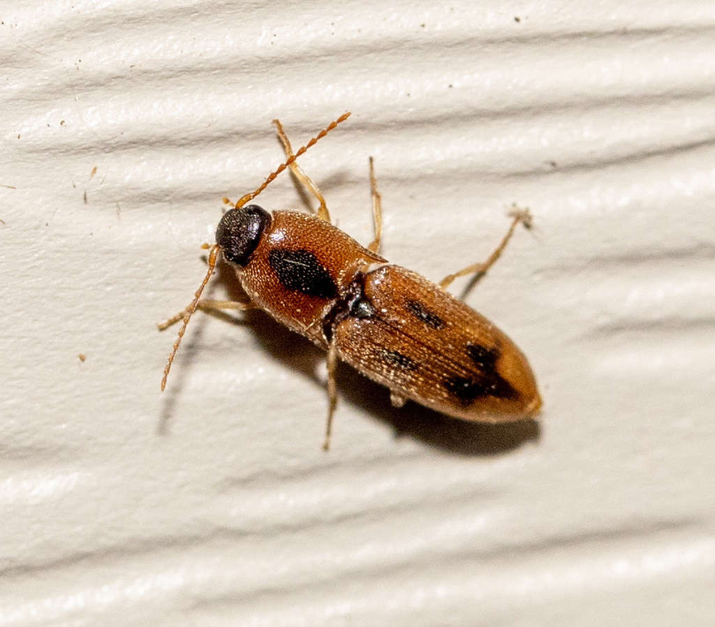 Sweet Click Beetle from Centerville, OH, USA on August 05, 2024 at 10: ...
