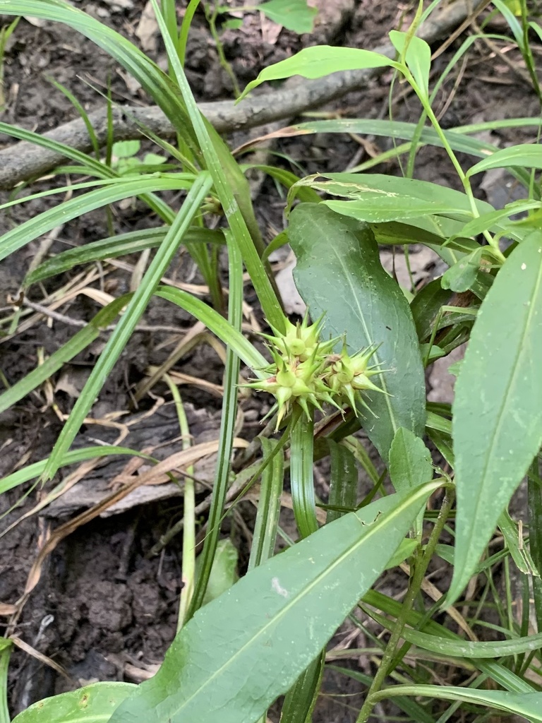 false hop sedge from Taquanyah Conservation Area, Haldimand County, ON ...