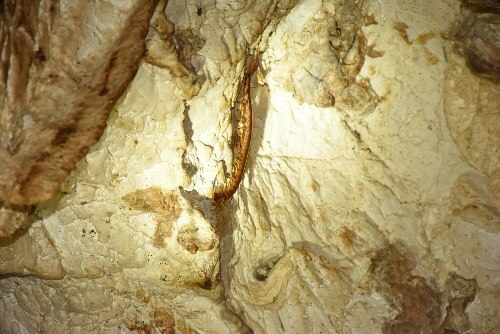 Caribbean Giant Centipede from Tabara Arriba, Dominican Republic on ...