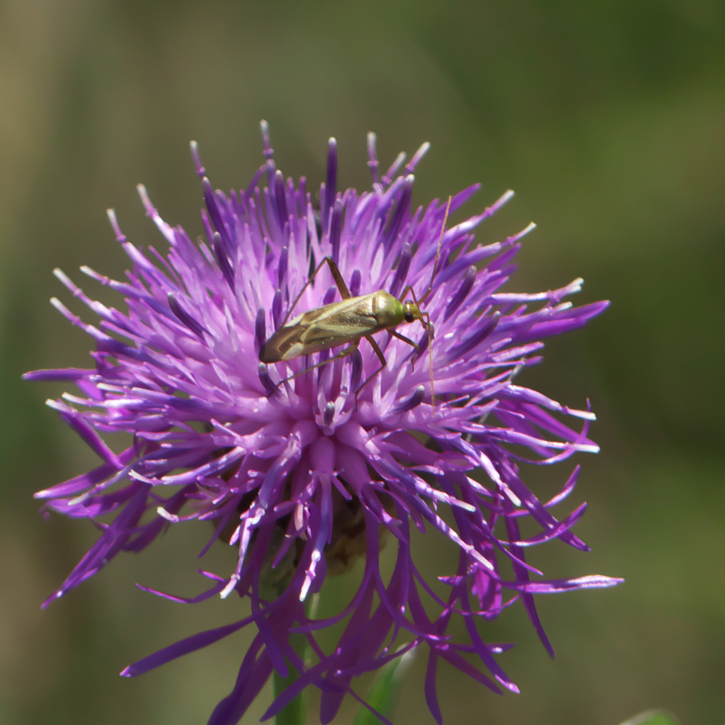 Alfalfa Plant Bug from 155 00 Řeporyje, Česko on August 6, 2024 at 10: ...