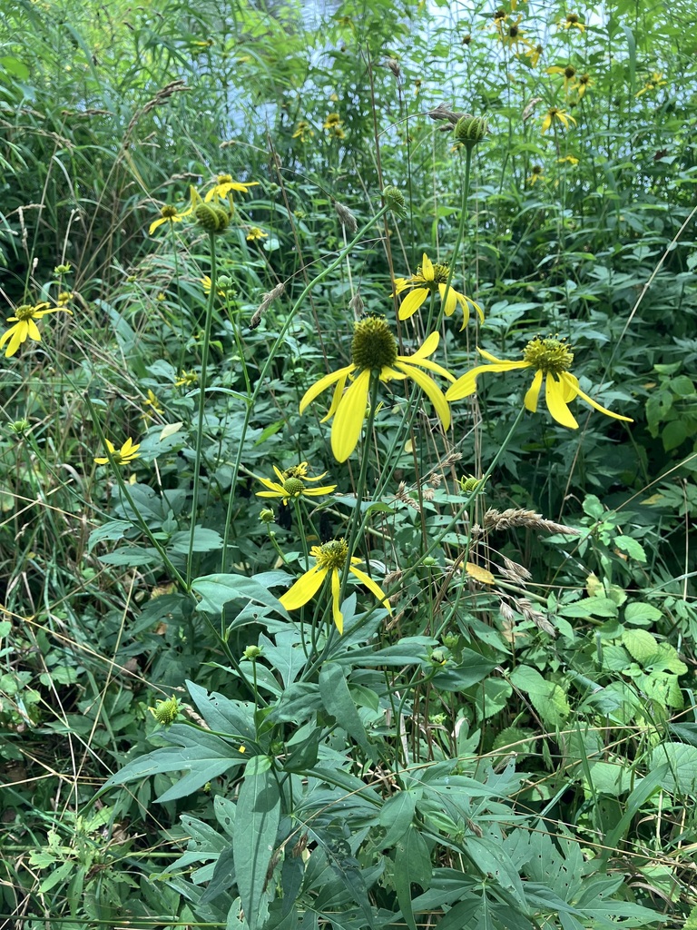 cutleaf coneflower from Waverley, Guelph, ON, Canada on August 5, 2024 ...