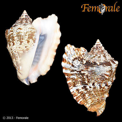 Hawk-wing Conch (Gastropods of the United States Pt.1) · iNaturalist