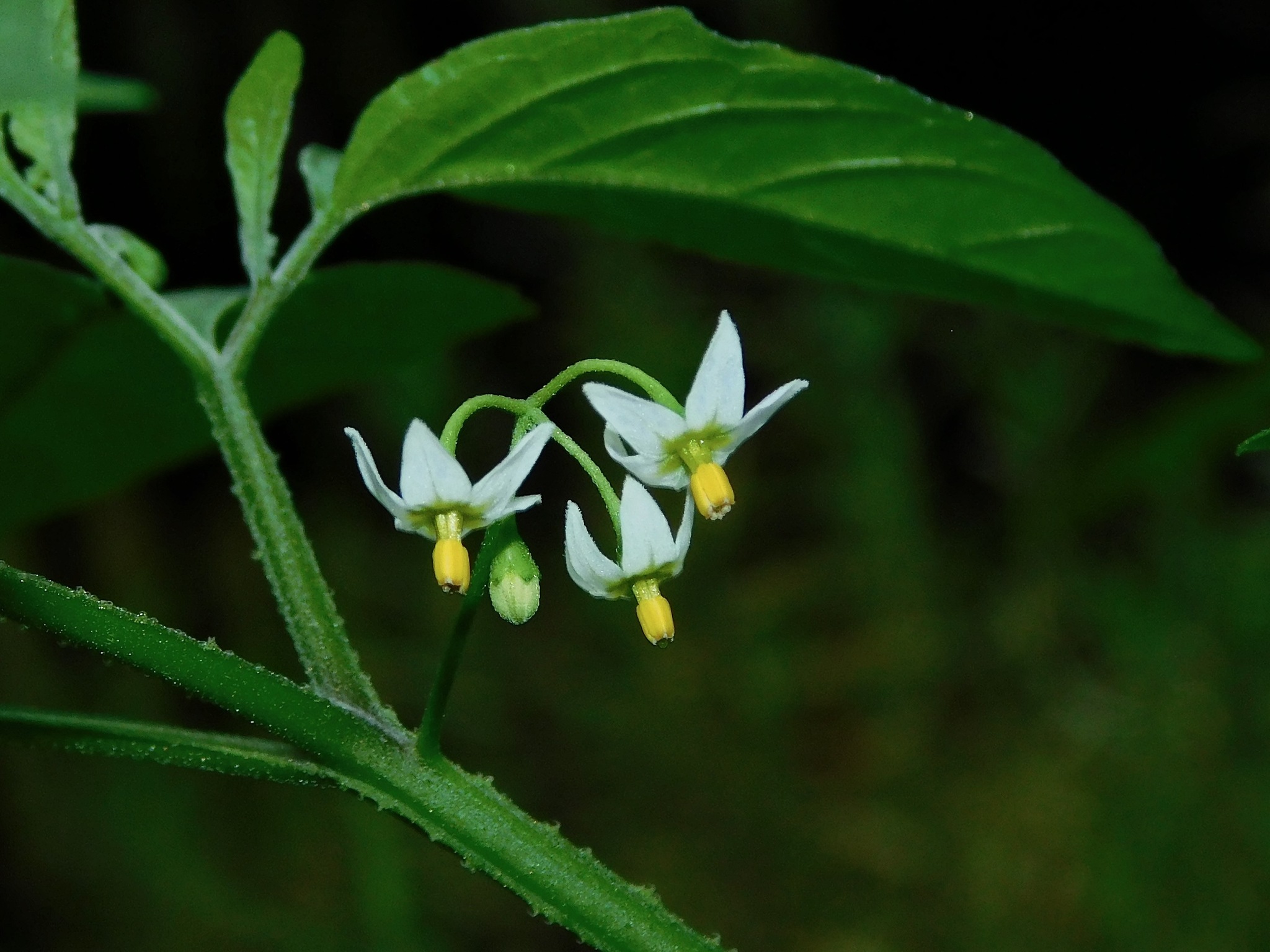 Eastern Black Nightshade Plant