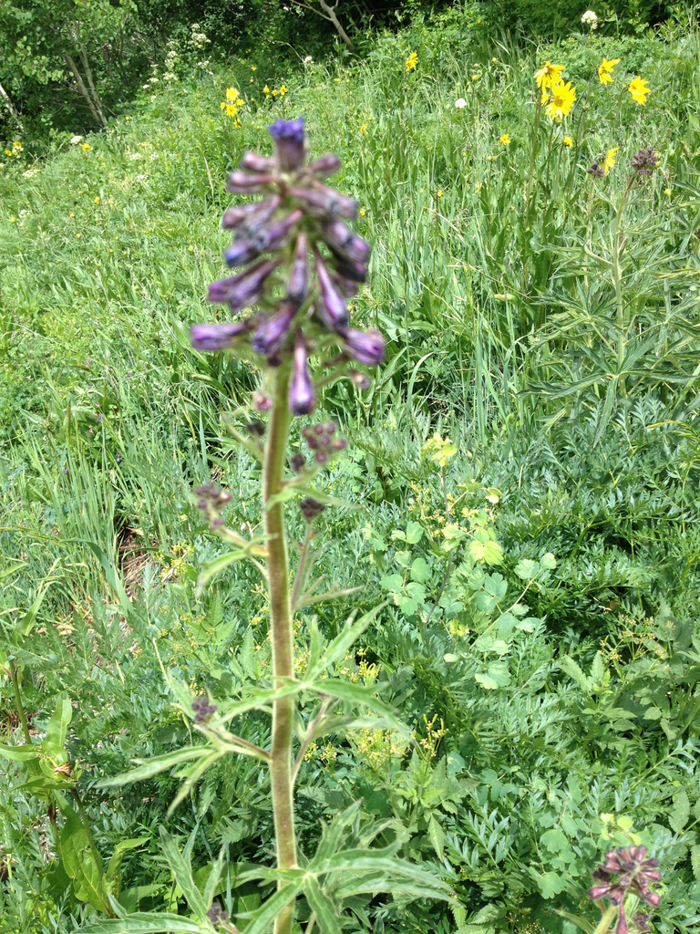 Subalpine Larkspur (Plants of State Forest State Park) · iNaturalist