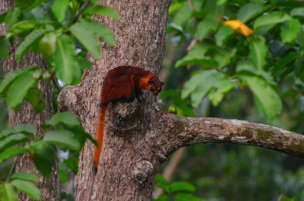 Red Giant Flying Squirrel (Petaurista petaurista) - Know Your Mammals