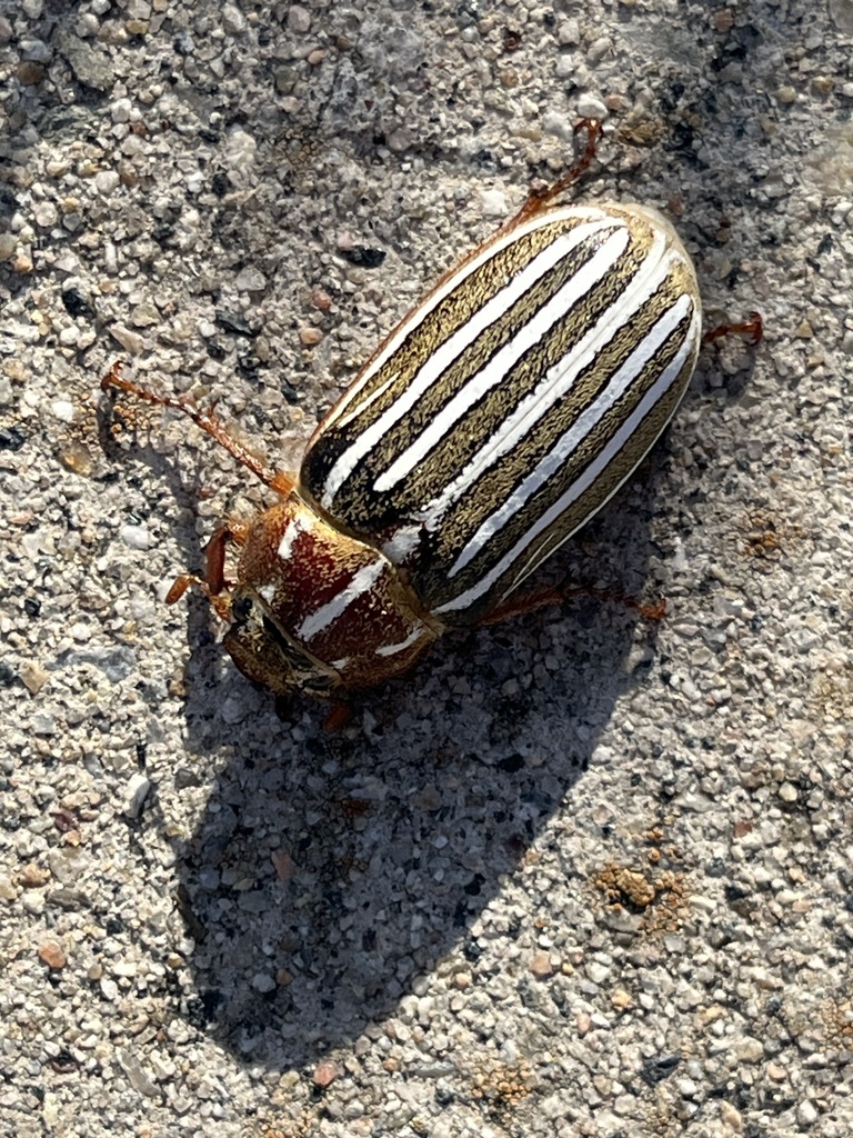 Long-haired June Beetle from Deron Ave, San Diego, CA, US on August 6 ...